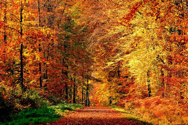 Paysage d’automne : 10 balades pour profiter de la beauté de la nature | Bio à la une